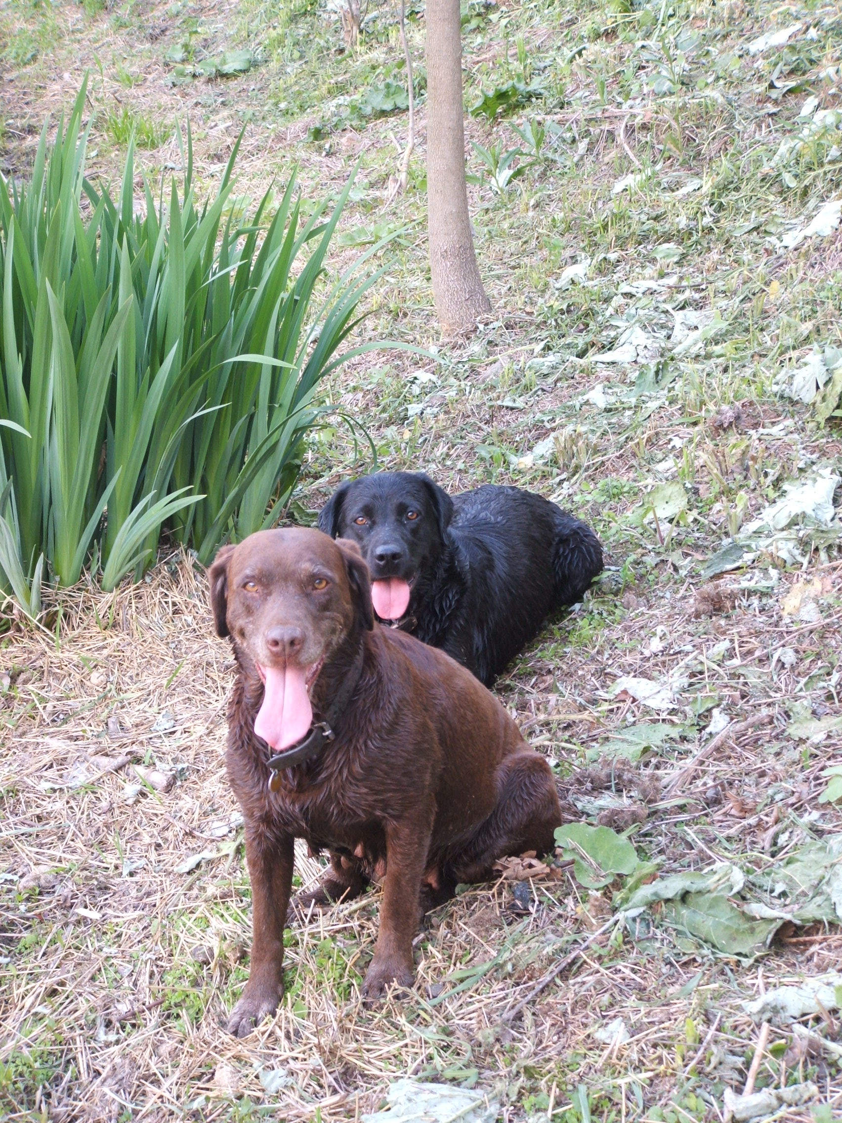 AKC Labrador Retriever Puppies for Sale